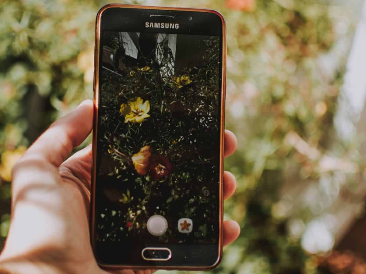 The Best Free Plant Identification Apps Of 2023 Tested Reviewed The Best Free Plant Identification Apps Of 2023 Tested Reviewed