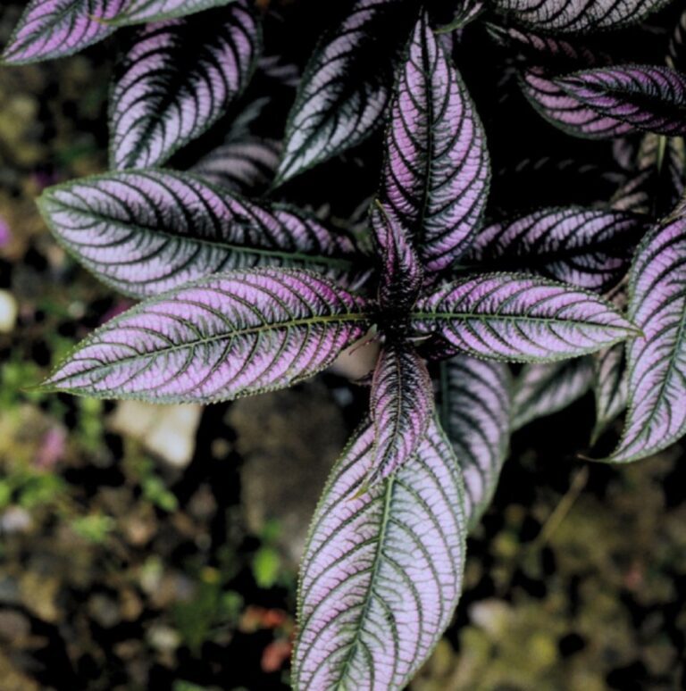 11 Black Plants and Flowers You Need to Grow for a Goth Garden